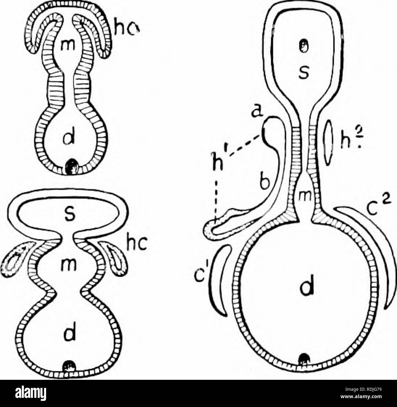 . A manual of zoology. Zoology. I. ASTEROIDEA 295 form the roomy body ...