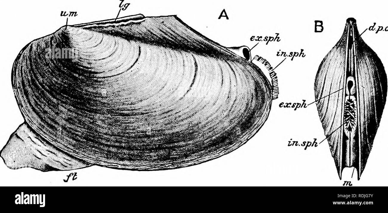 Pelecypoda Black and White Stock Photos & Images - Alamy