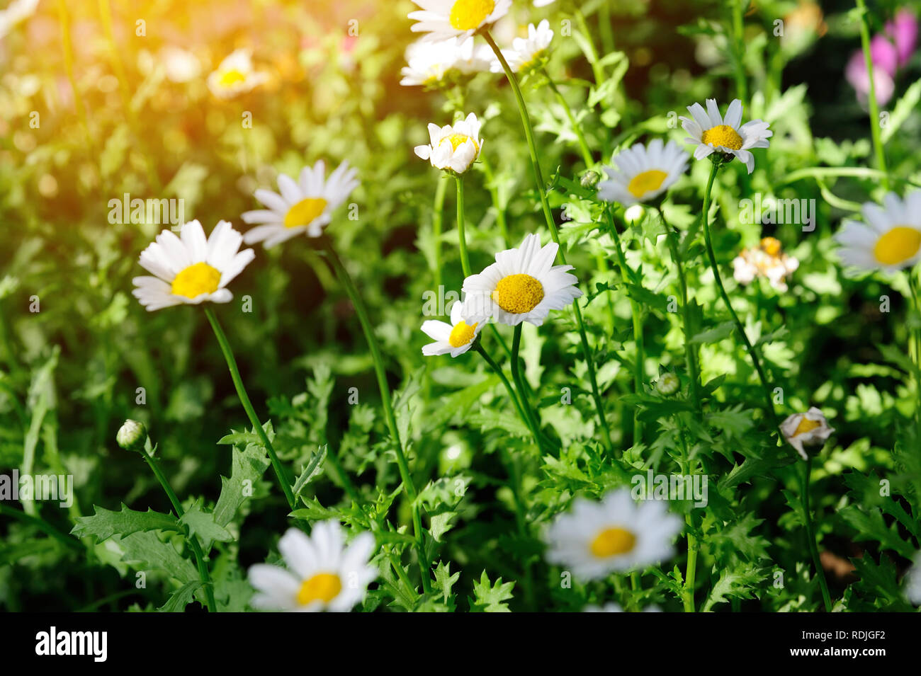 white daisy flower with sun flare Stock Photo - Alamy