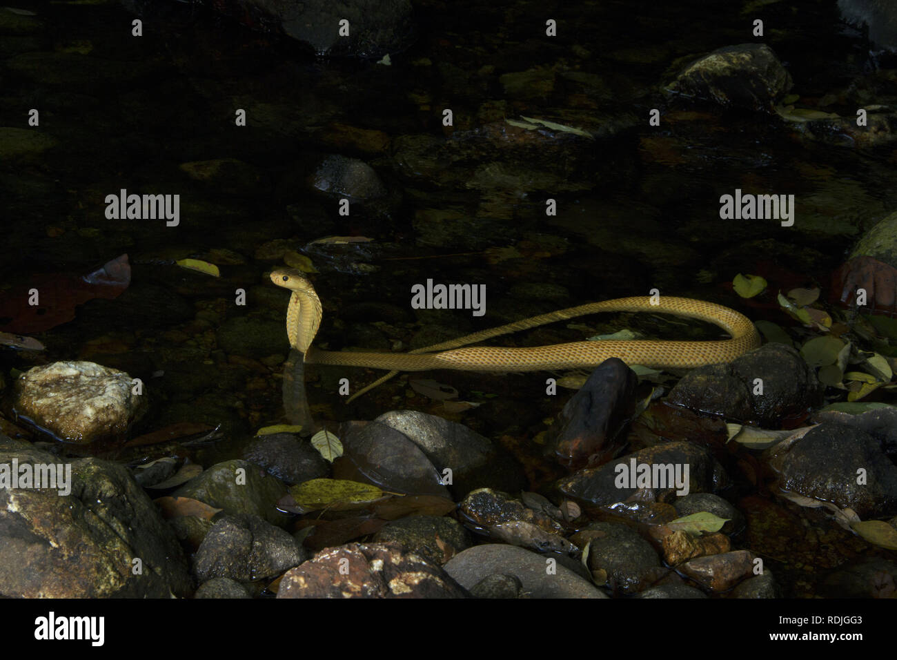Golden Spitting Cobra, Naja sumatrana is one of the rarely seen ...