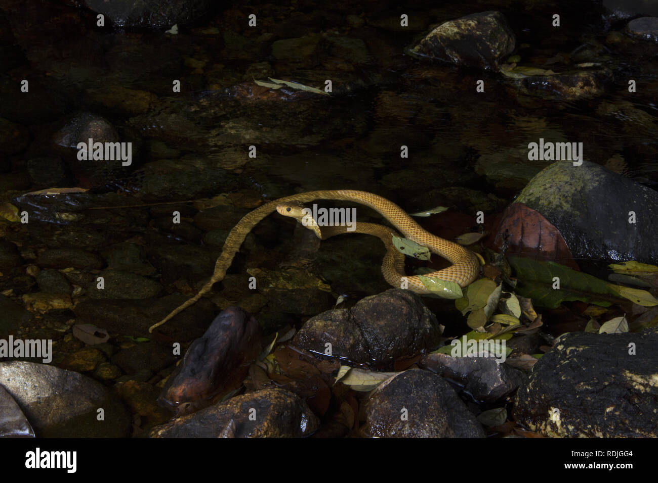 Golden Spitting Cobra, Naja sumatrana is one of the rarely seen ...