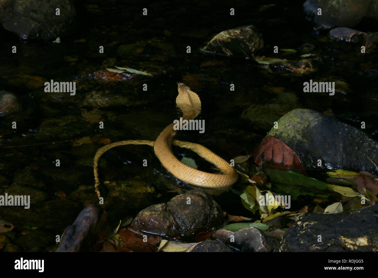 Golden Spitting Cobra, Naja sumatrana is one of the rarely seen ...