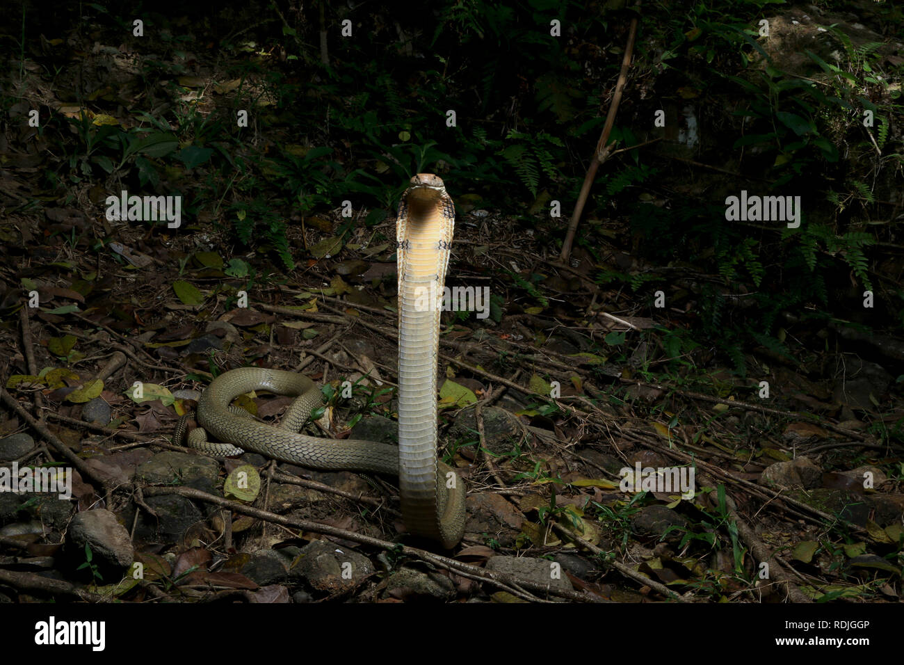 King cobra (Ophiophagus hannah), is a venomous snake species in the ...