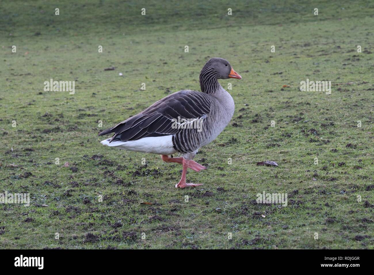 The fat duck hi-res stock photography and images - Alamy