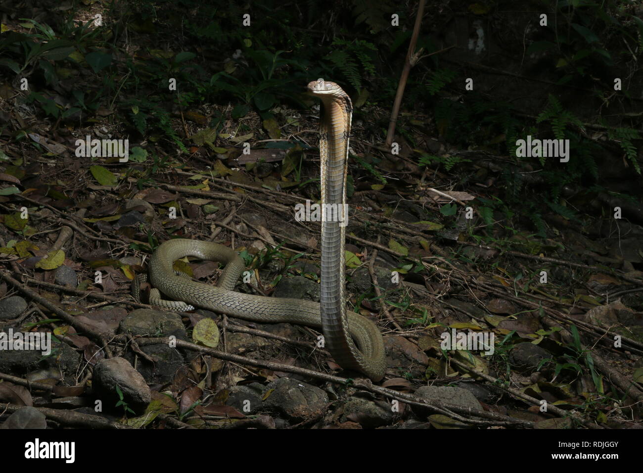 Venomous snakes of southeast asia hi-res stock photography and images ...