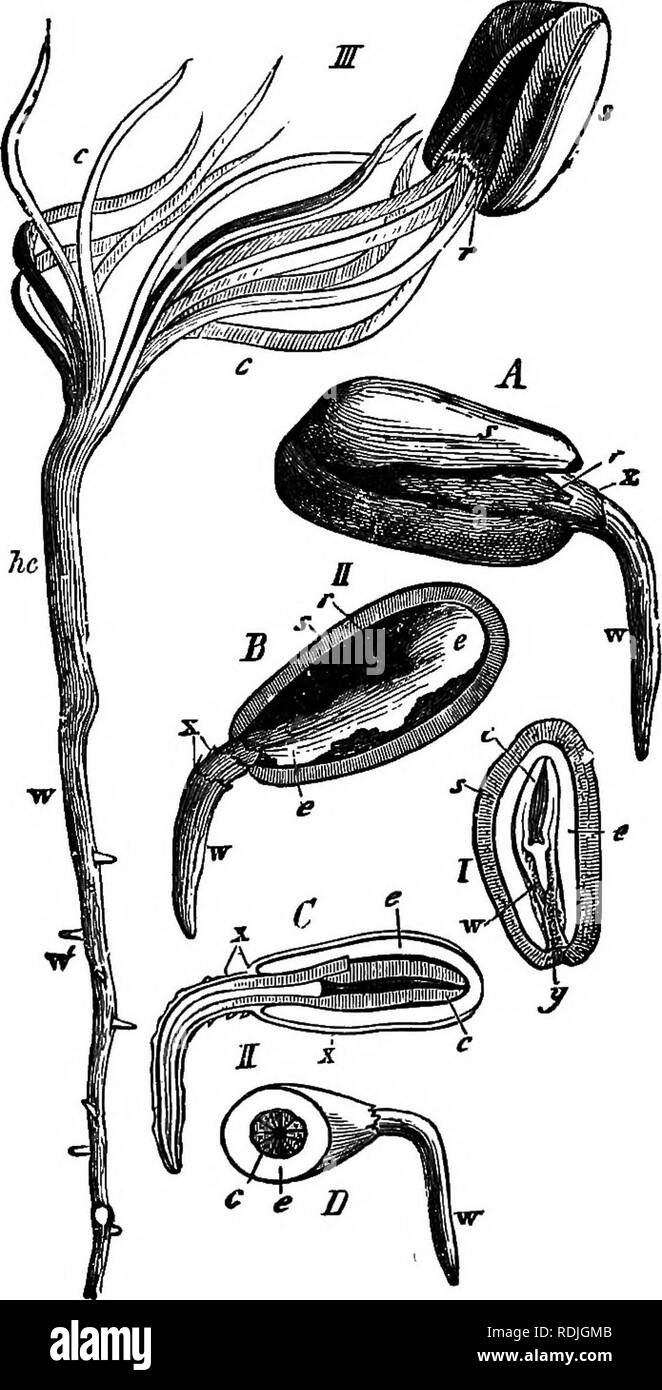 Pine embryo longitudinal section Black and White Stock Photos & Images ...
