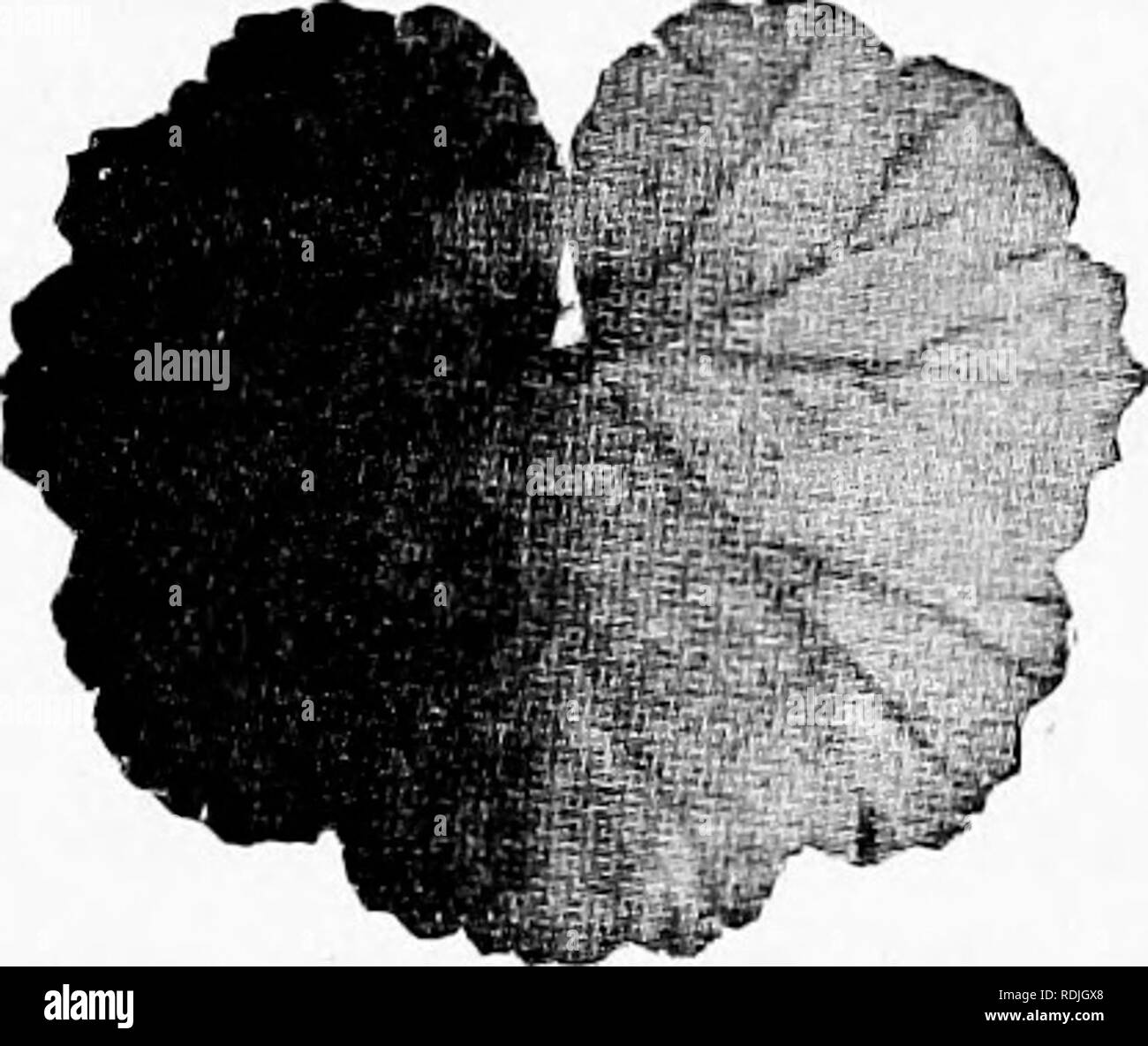 Iodine plant Black and White Stock Photos & Images - Alamy