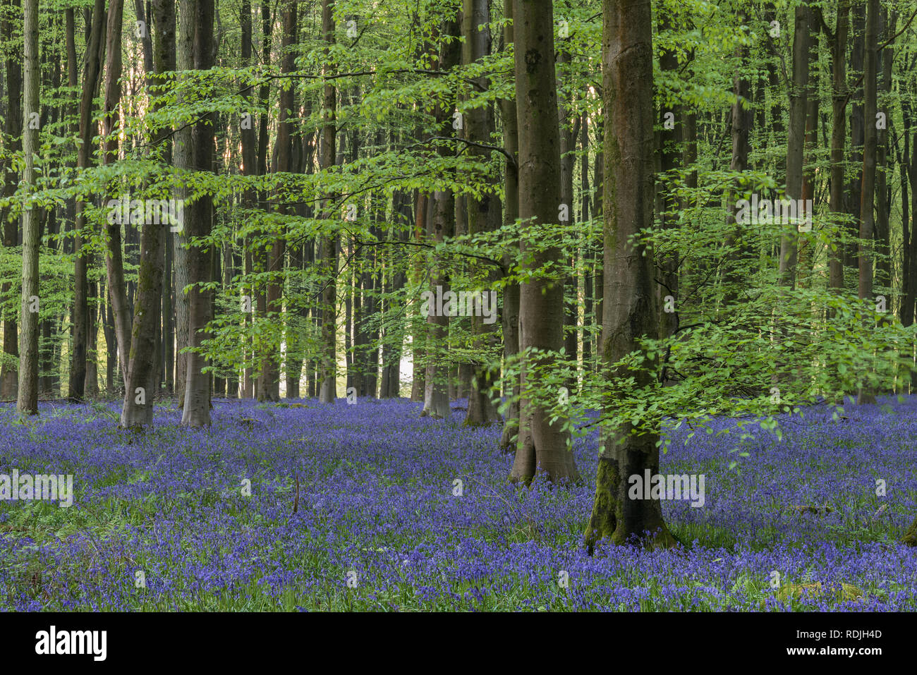 Beautiful bluebell forest landscape image in morning sunlight in Spring ...