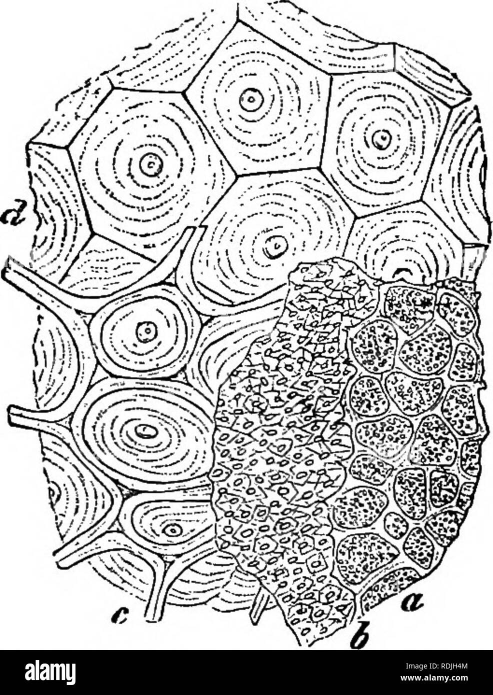 . Elements of applied microscopy. A text-book for beginners. Microscopy ...