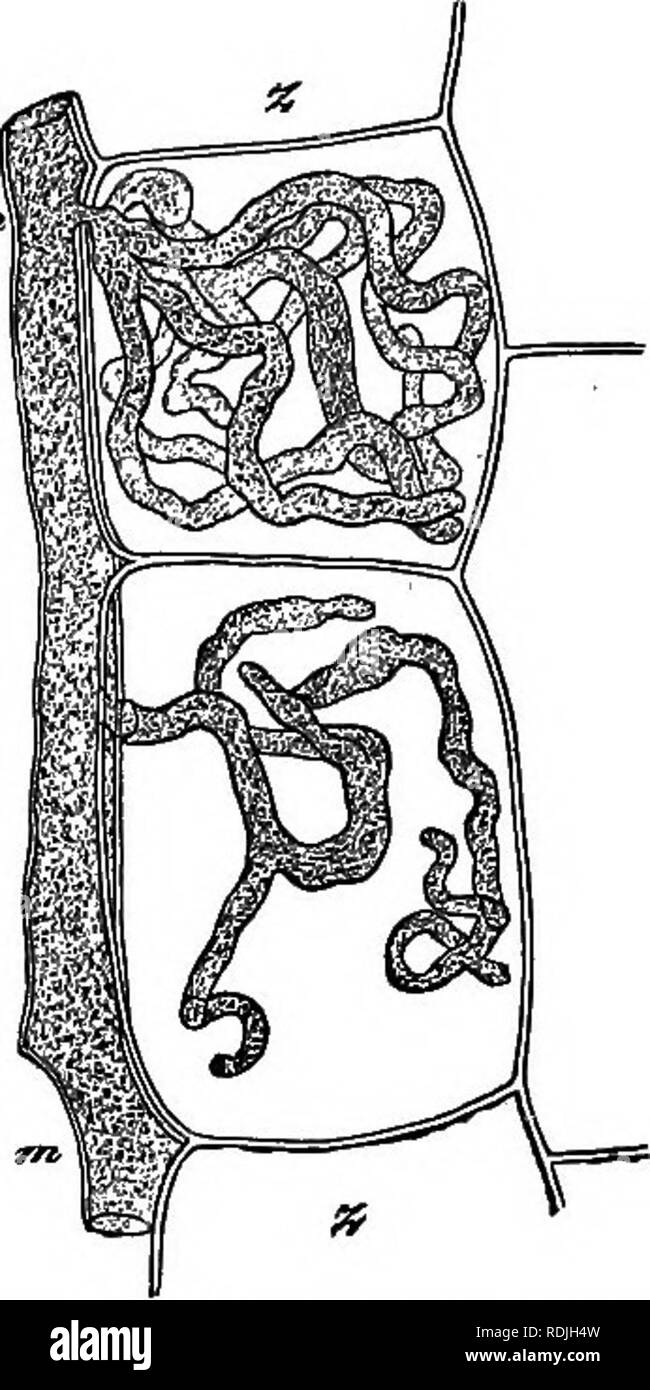 . The essentials of botany. Botany. OOPEYTA. 139 a thick integument ...