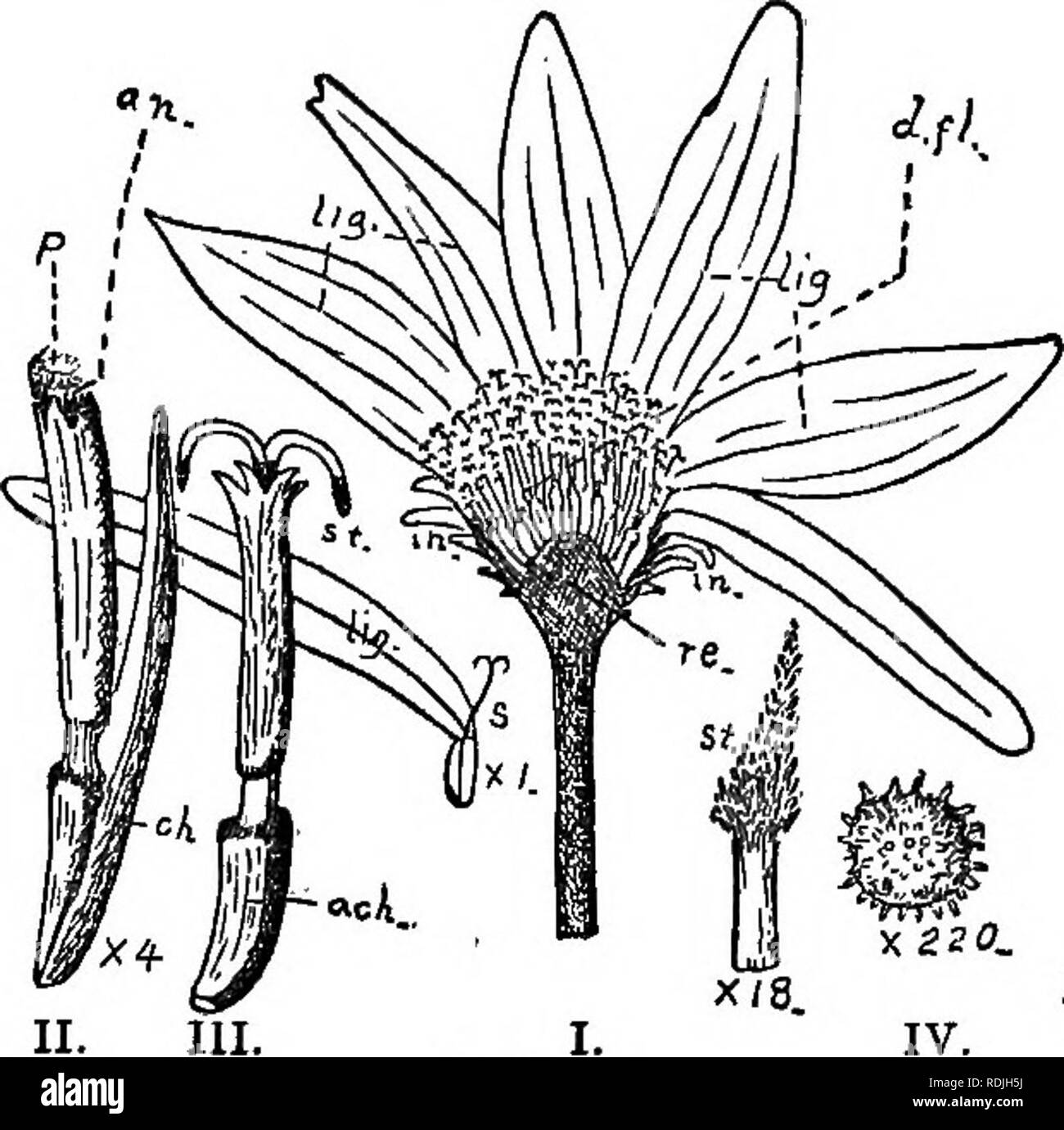 . The elements of botany embracing organography, histology, vegetable ...