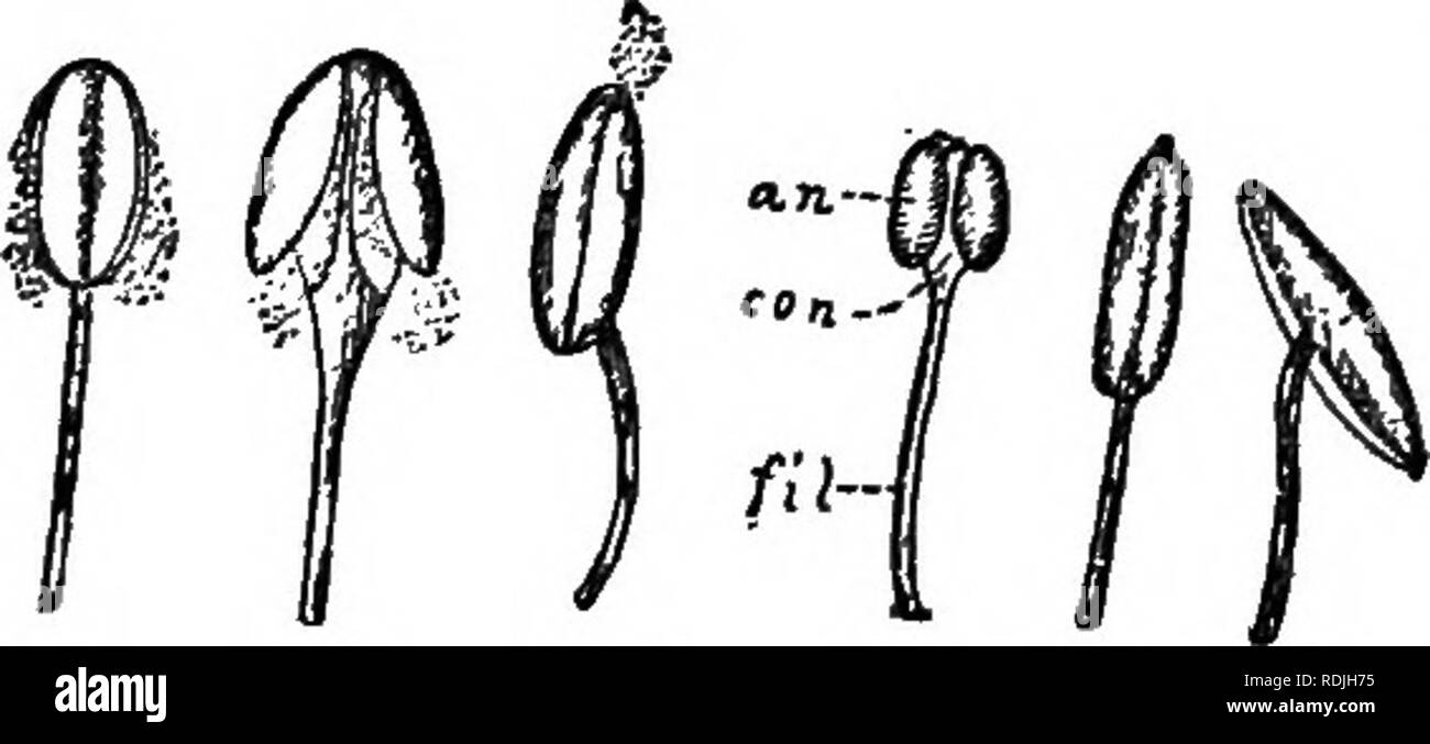 Monos Cut Out Stock Images & Pictures - Alamy