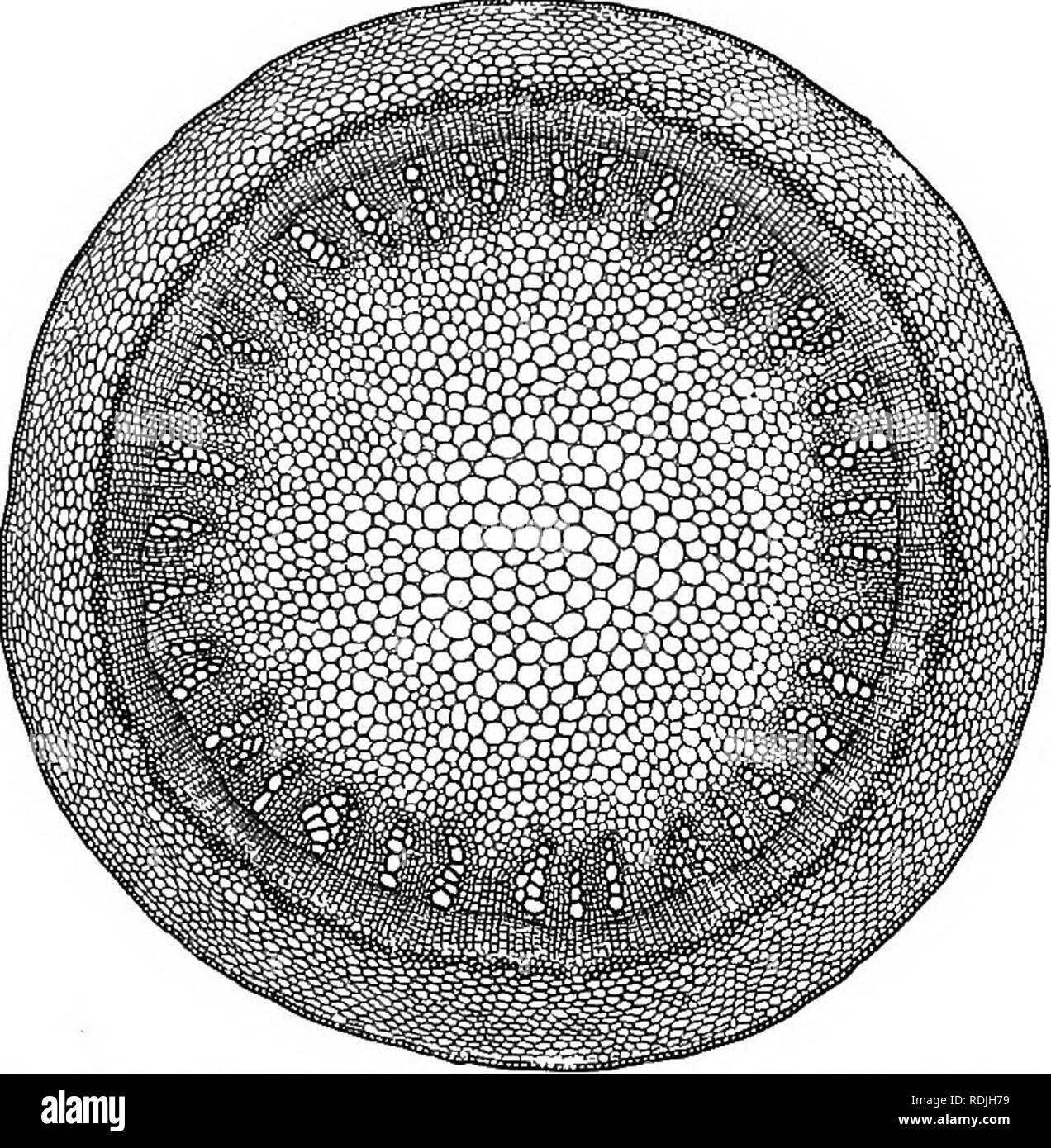 Plant stem cross section Black and White Stock Photos & Images - Alamy