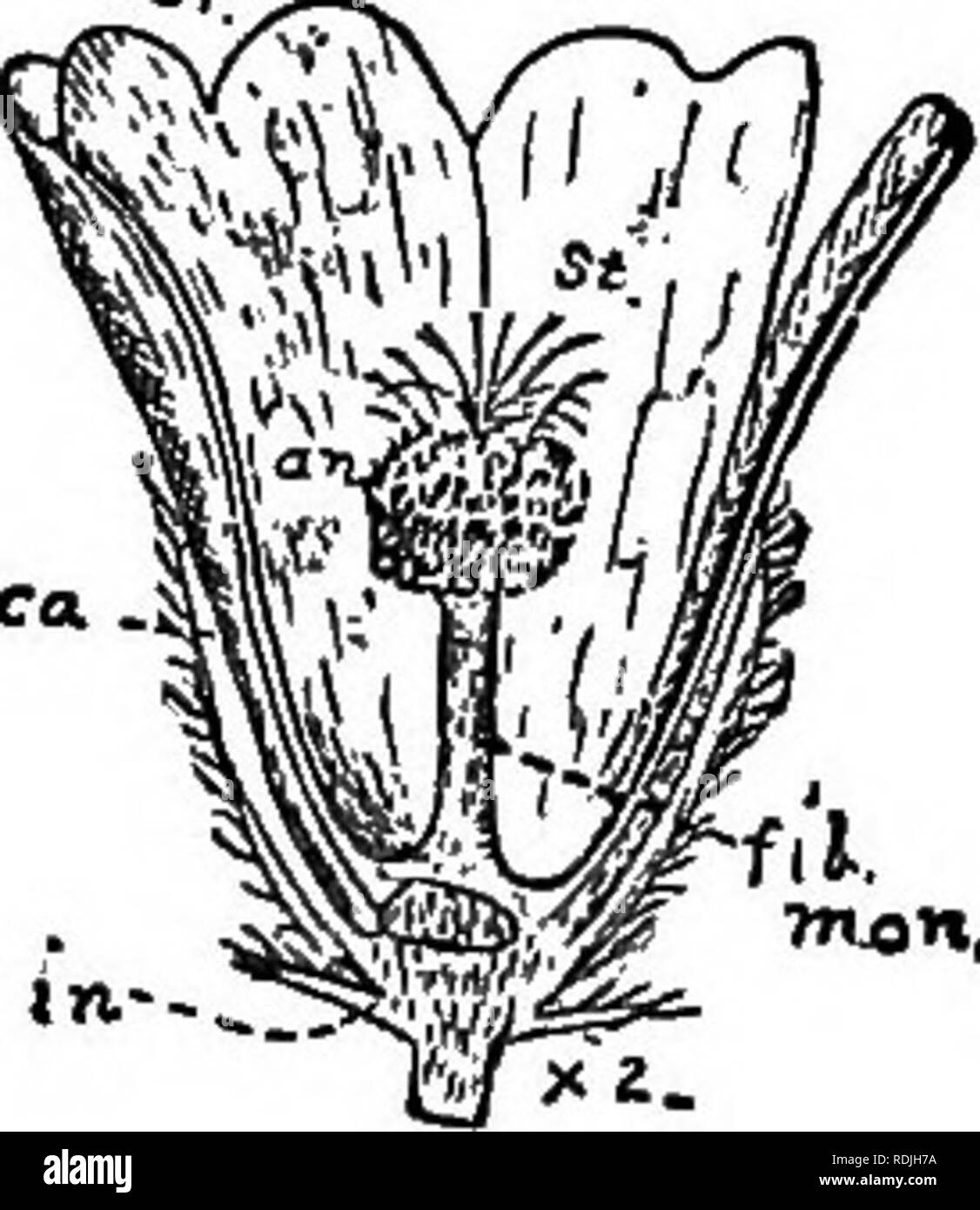 . The elements of botany embracing organography, histology, vegetable ...