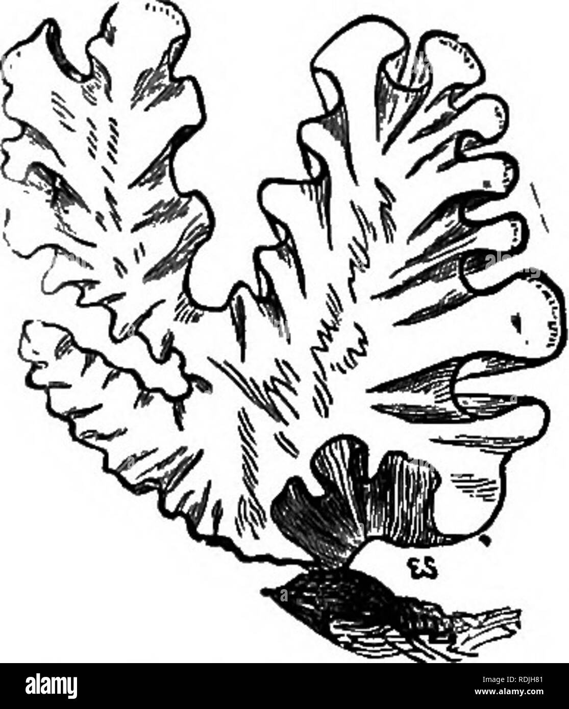 . The essentials of botany. Botany. 118 BOTANY. creeks and rivers we ...