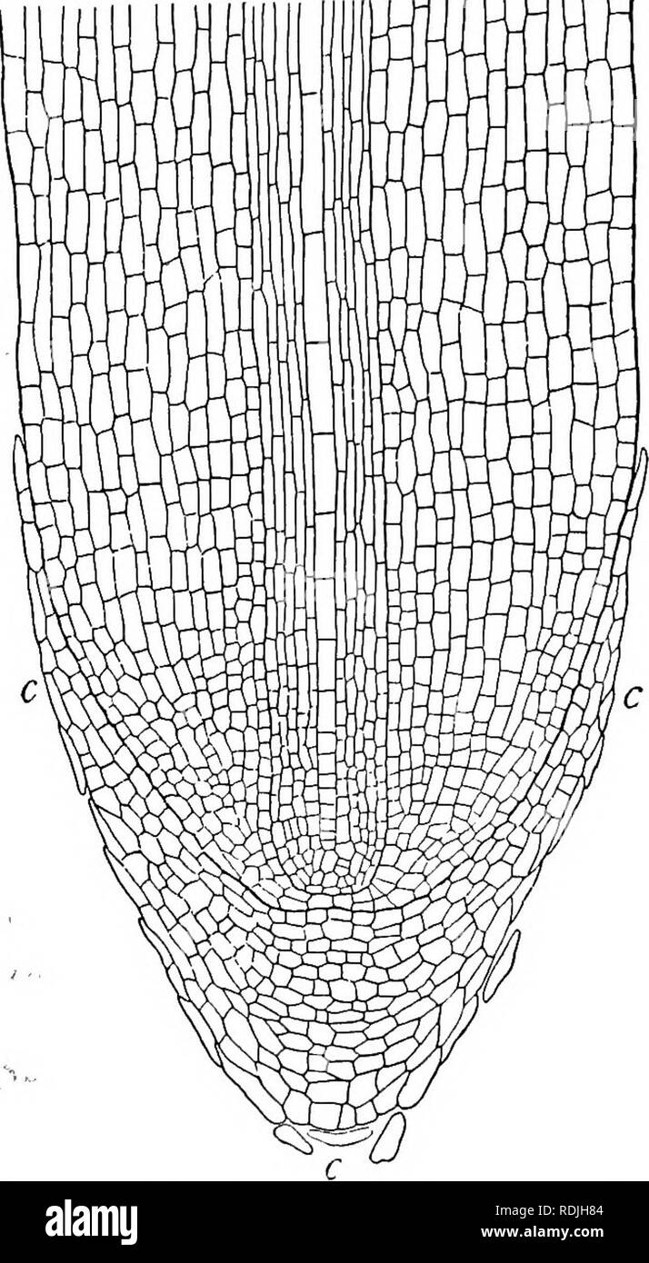 Apical Meristem Cross Section