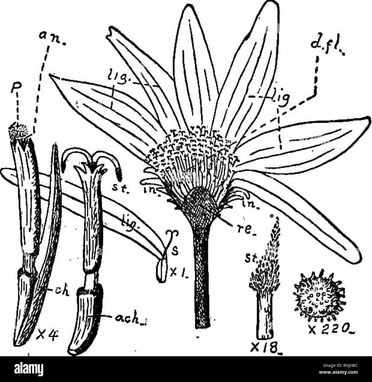 Polypetalous High Resolution Stock Photography and Images - Alamy