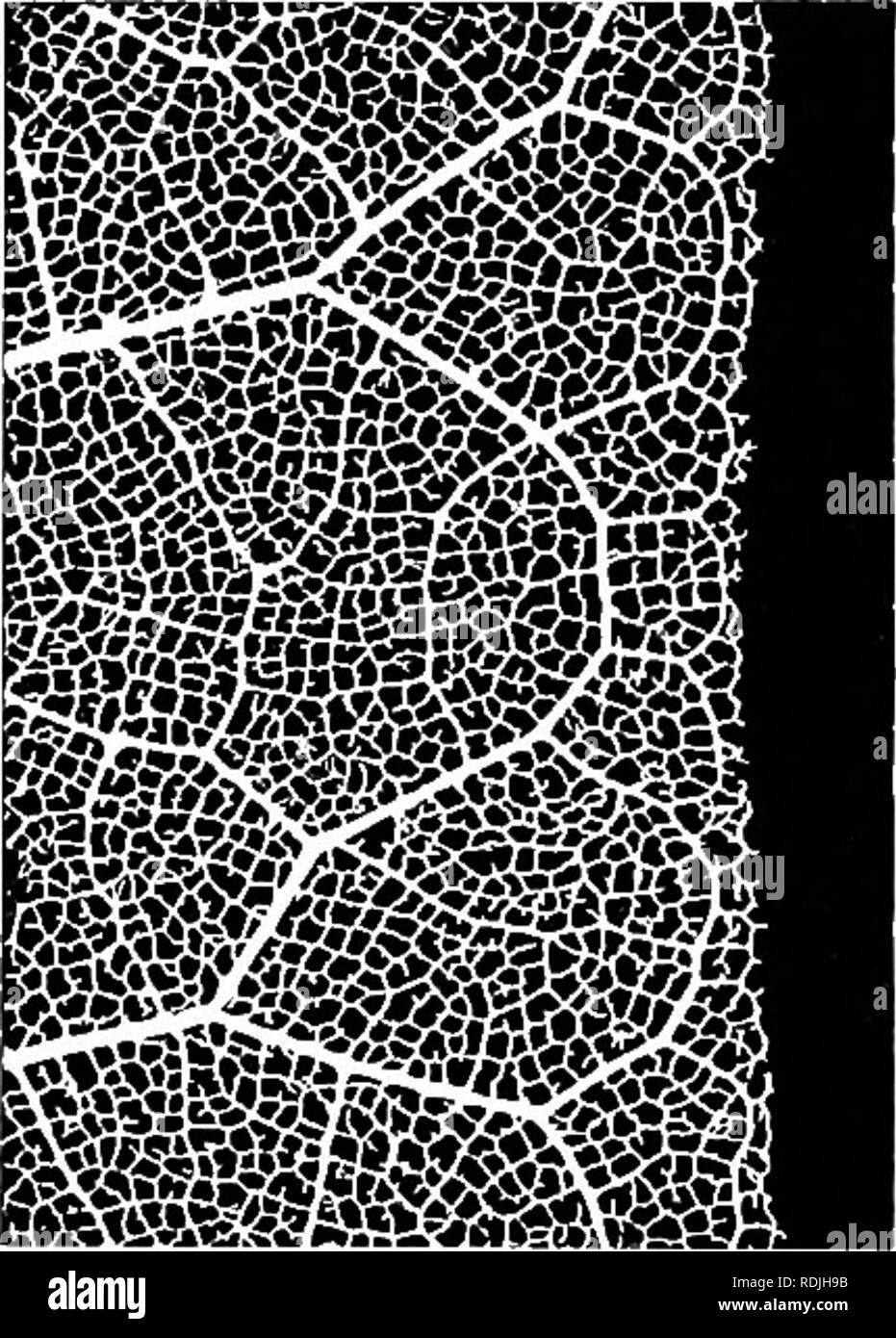 Green chloroplasts in plant cells Black and White Stock Photos & Images ...