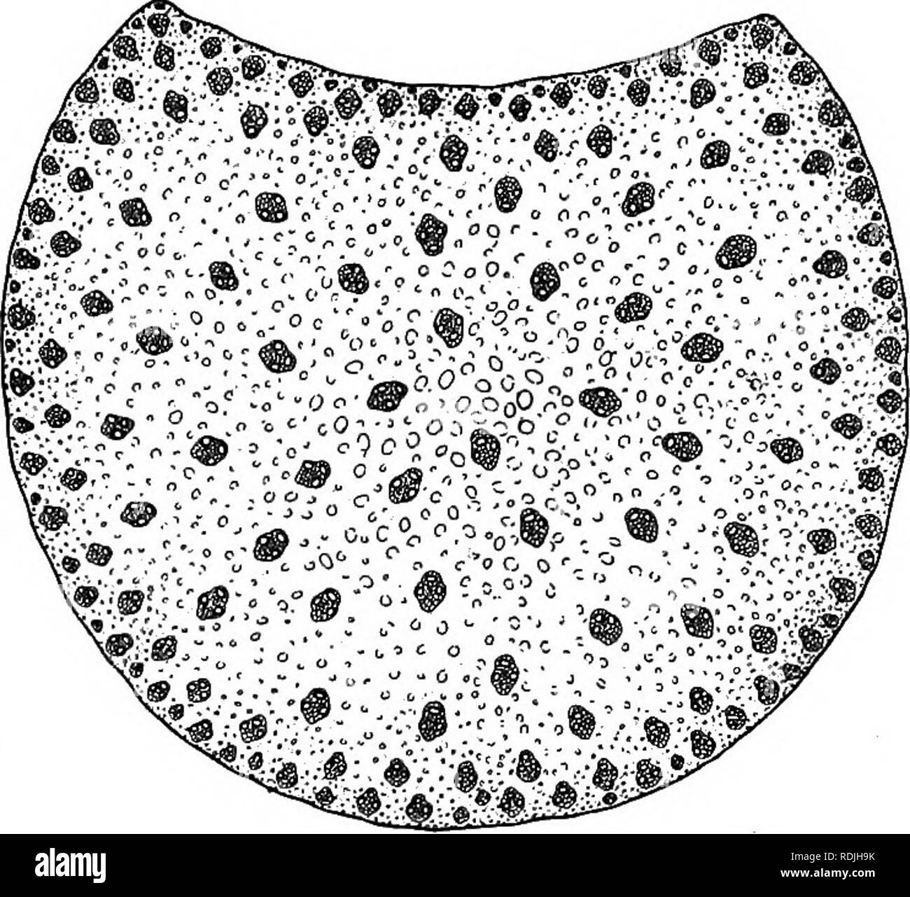 Corn stem cross section hi-res stock photography and images - Alamy