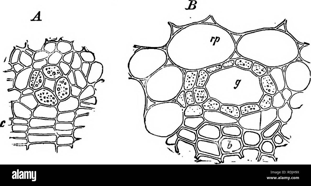 Water Lily Leaf Cross Section Prepared Microscope Slide Water Lily