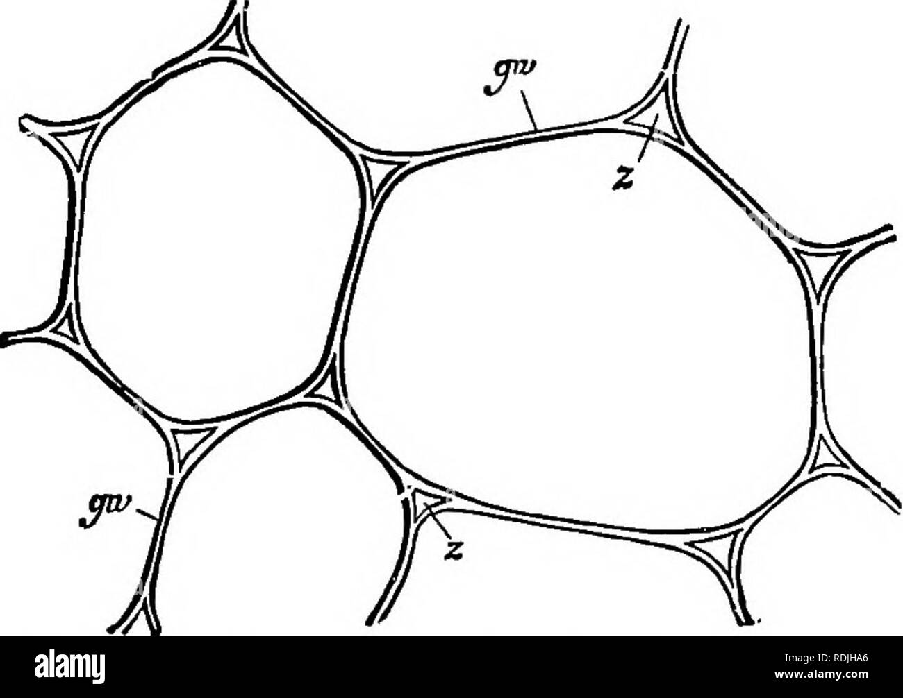 . The essentials of botany. Botany. 56 BOTANY. are intercellular and ...