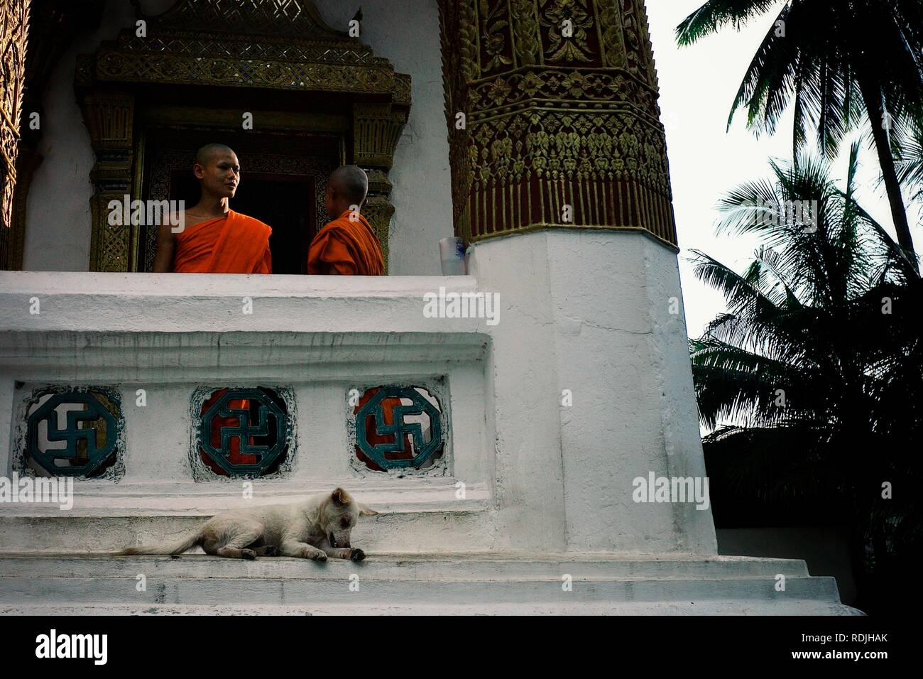 Palm tree with swastika hi-res stock photography and images - Alamy