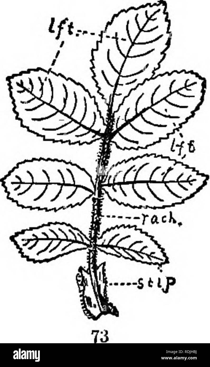 Lamina leaf blade Black and White Stock Photos & Images - Alamy