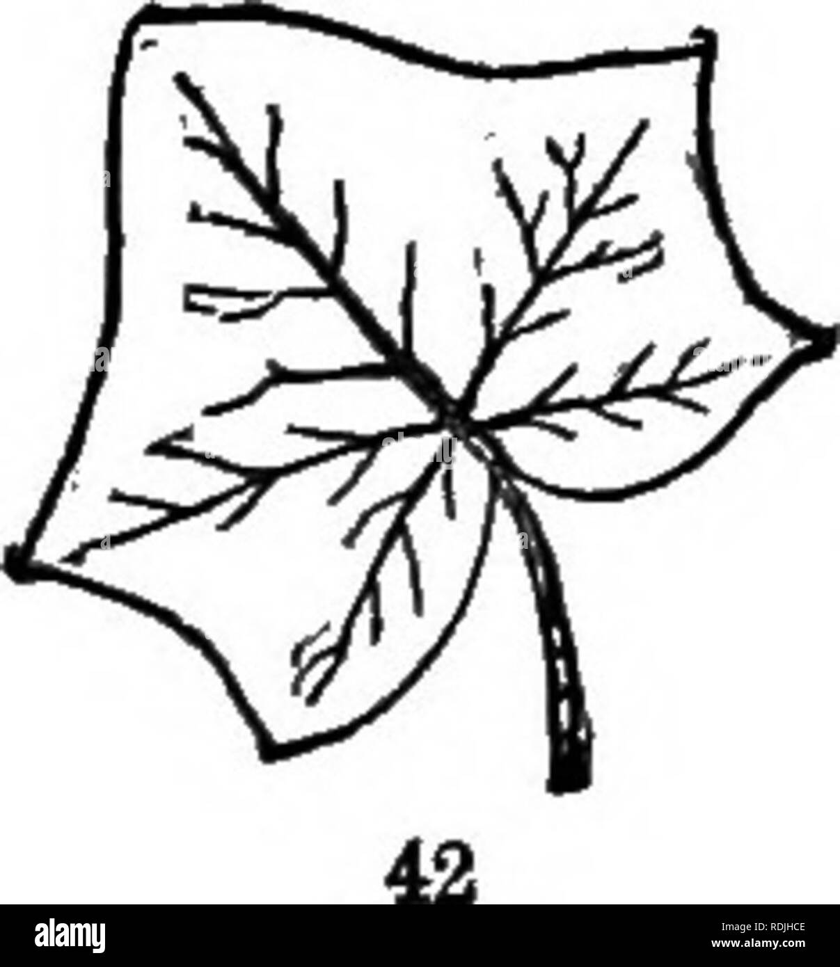 Two different types of leaves Black and White Stock Photos & Images - Alamy