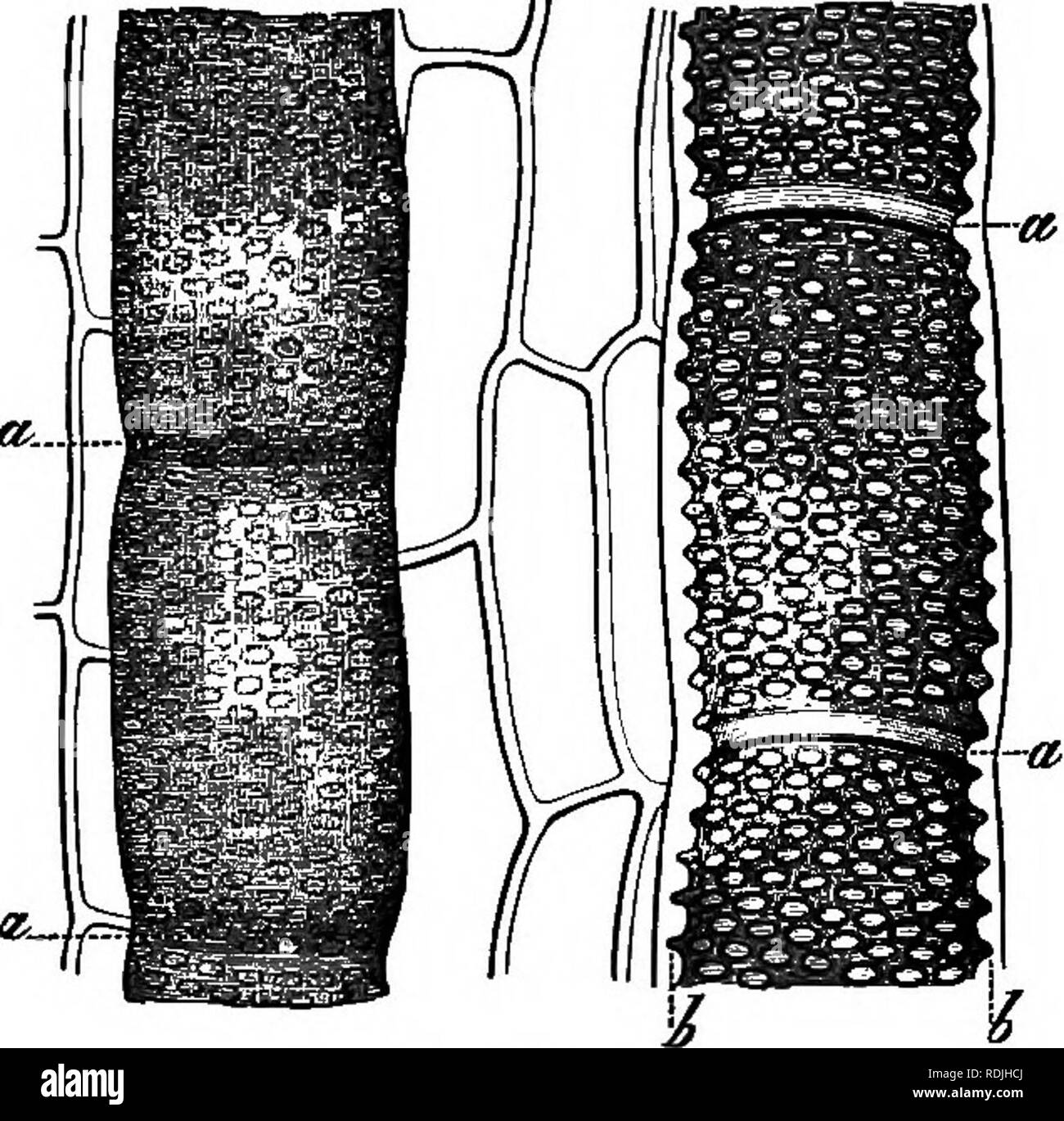 . The essentials of botany. Botany. 24 BOTANY. The vessels are usually ...