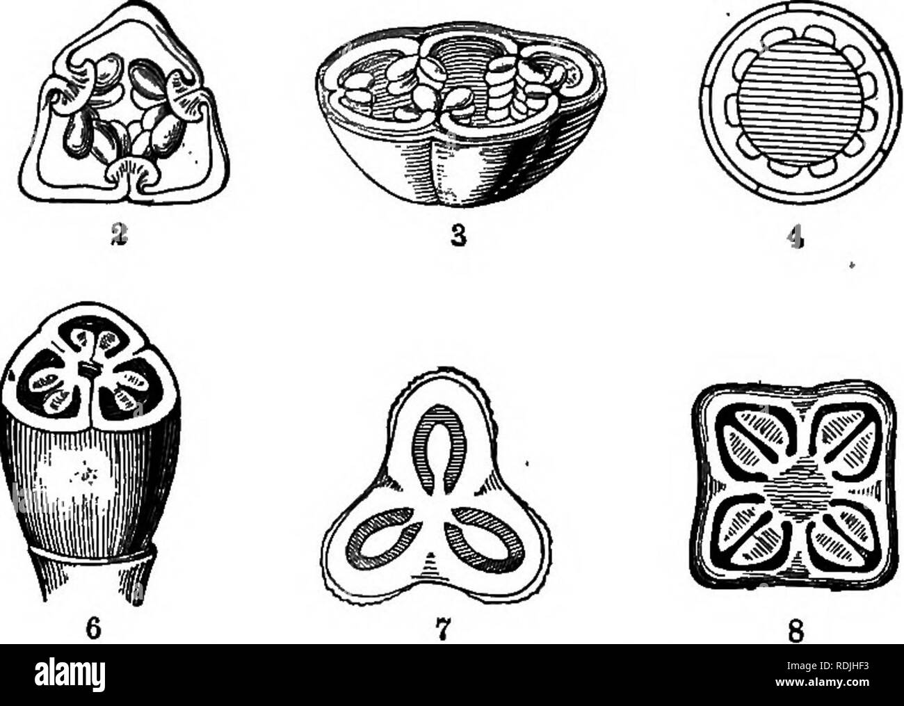 . The essentials of botany. Botany. GROSS ANATOMT OF FLOWEHINQ PLANTS ...