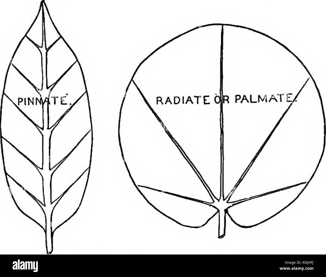 Pinnately lobed leaves Black and White Stock Photos & Images - Alamy