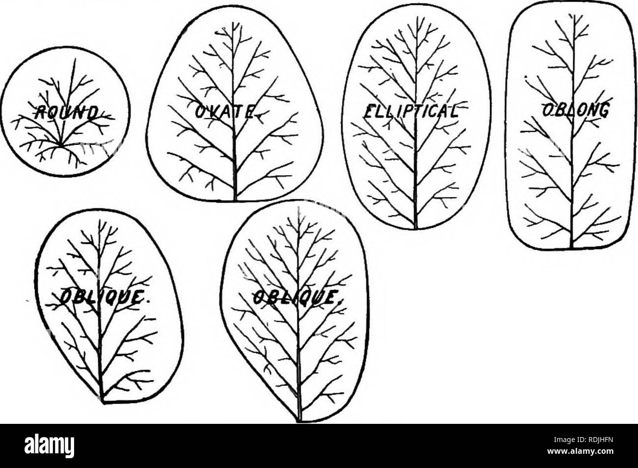 . The essentials of botany. Botany. XVUl SOTAIfr. it is the needle ...