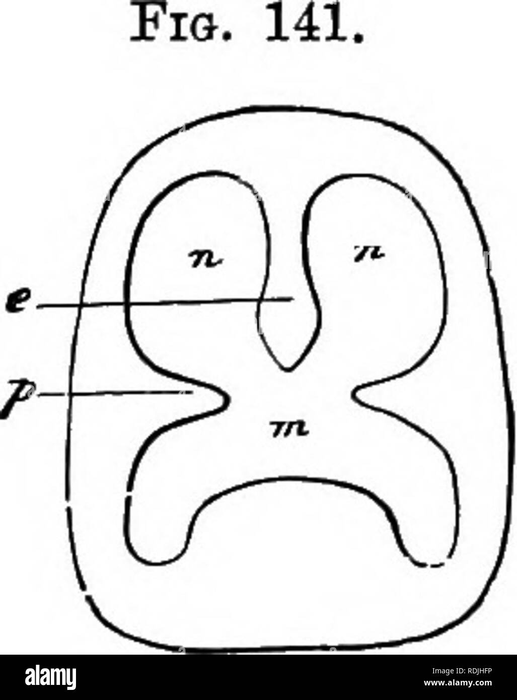 . The elements of embryology . Embryology. X]I.] THE TEETH. 421 ...