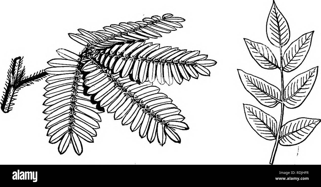 Palmately compound leaf hi-res stock photography and images - Alamy