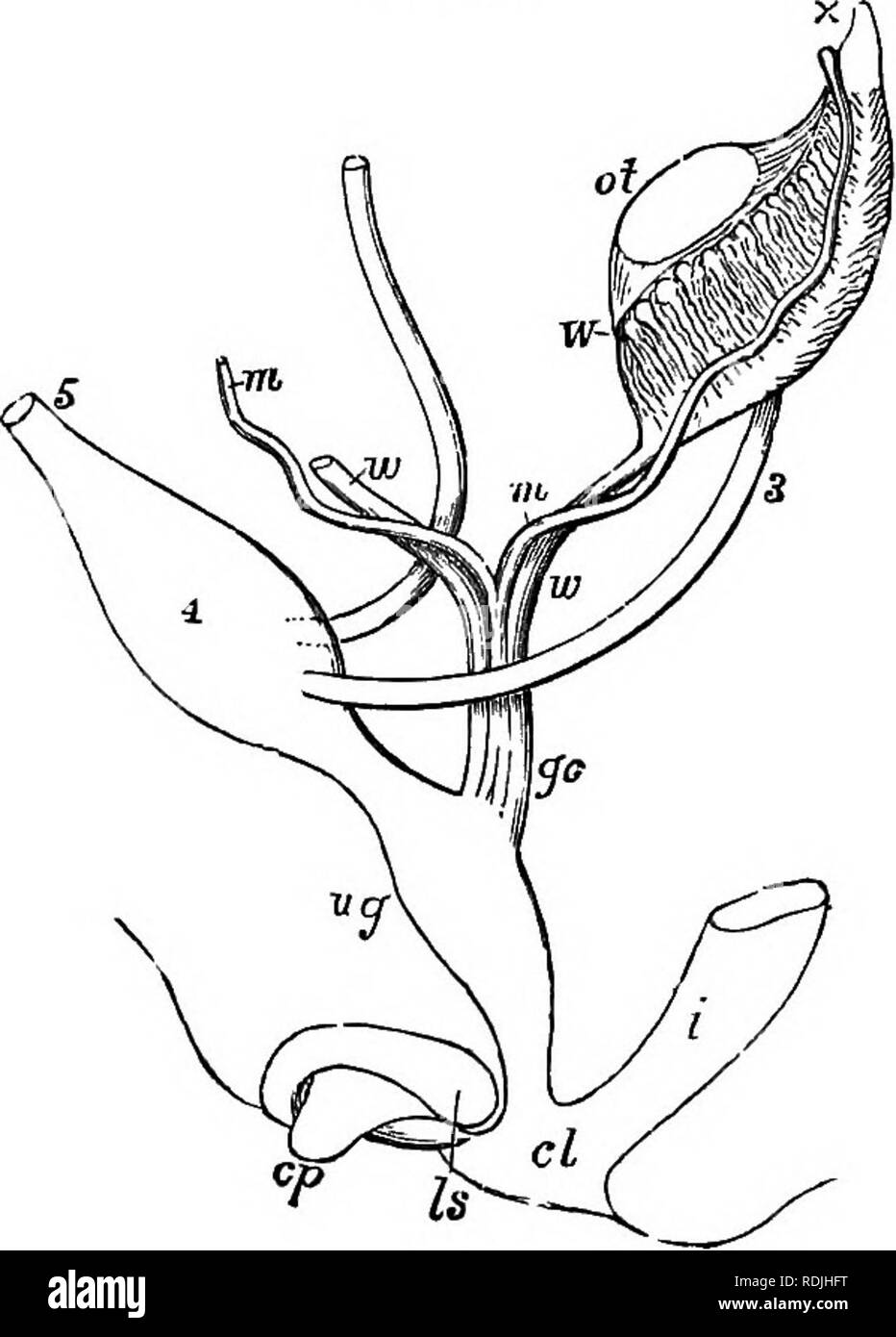 . The elements of embryology . Embryology. 416 DEVELOPMENT OF ORGANS IN ...