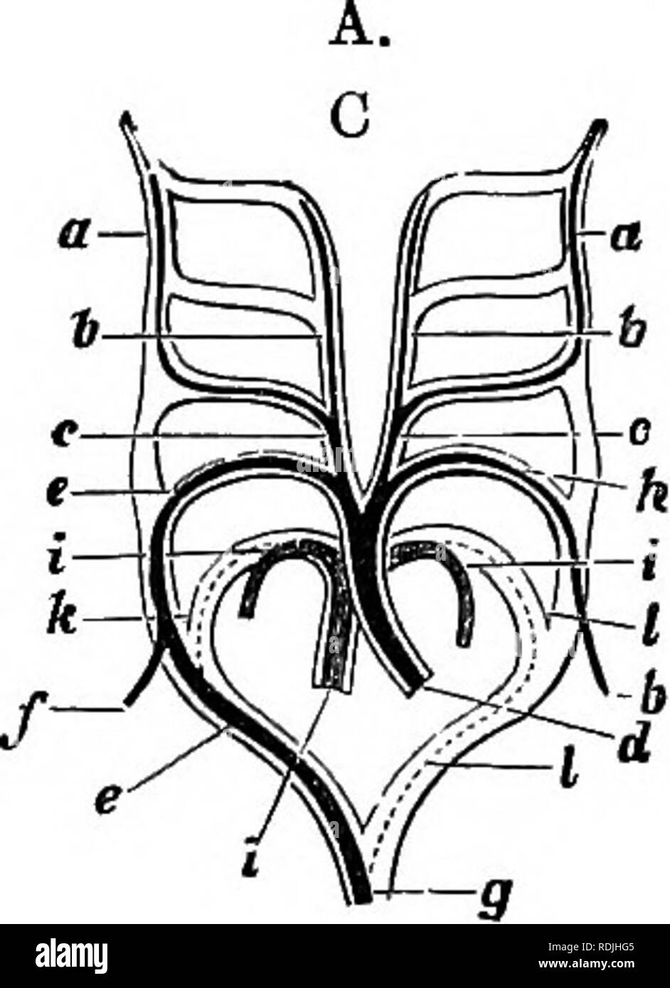 . The elements of embryology . Embryology. 408 DEVELOPMENT OF ORGANS IN ...