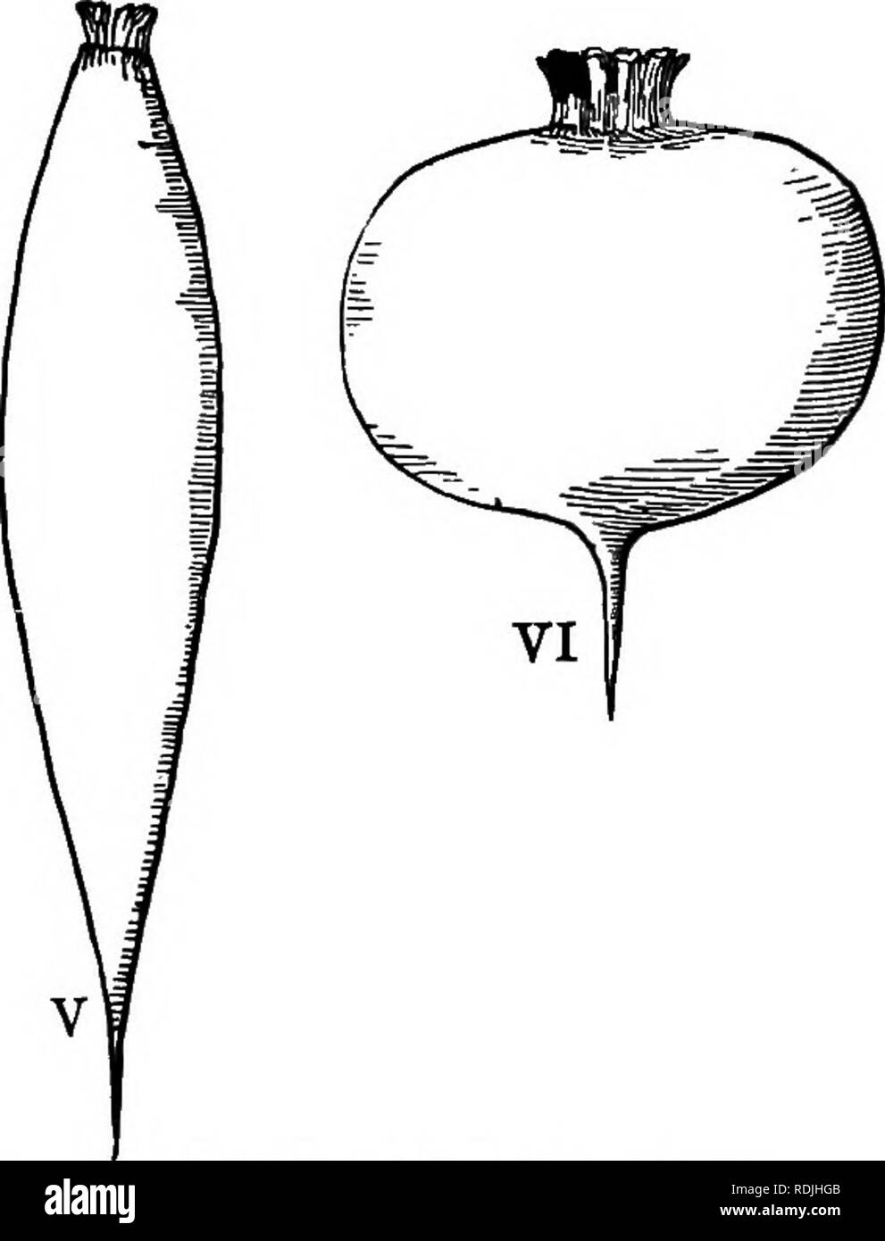 . The essentials of botany. Botany. Fig. IV.—Conical root. Fig. V ...