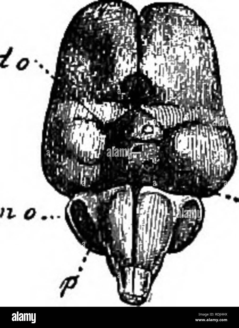 . The elements of embryology . Embryology. Brain of a Three Months ...