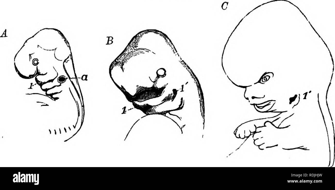 . The elements of embryology . Embryology. 340 THE MAMMALIAN EMBETO ...