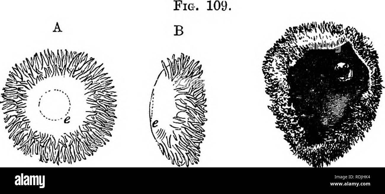 . The elements of embryology . Embryology. 336 THE MAMMALIAN EMBKTO ...