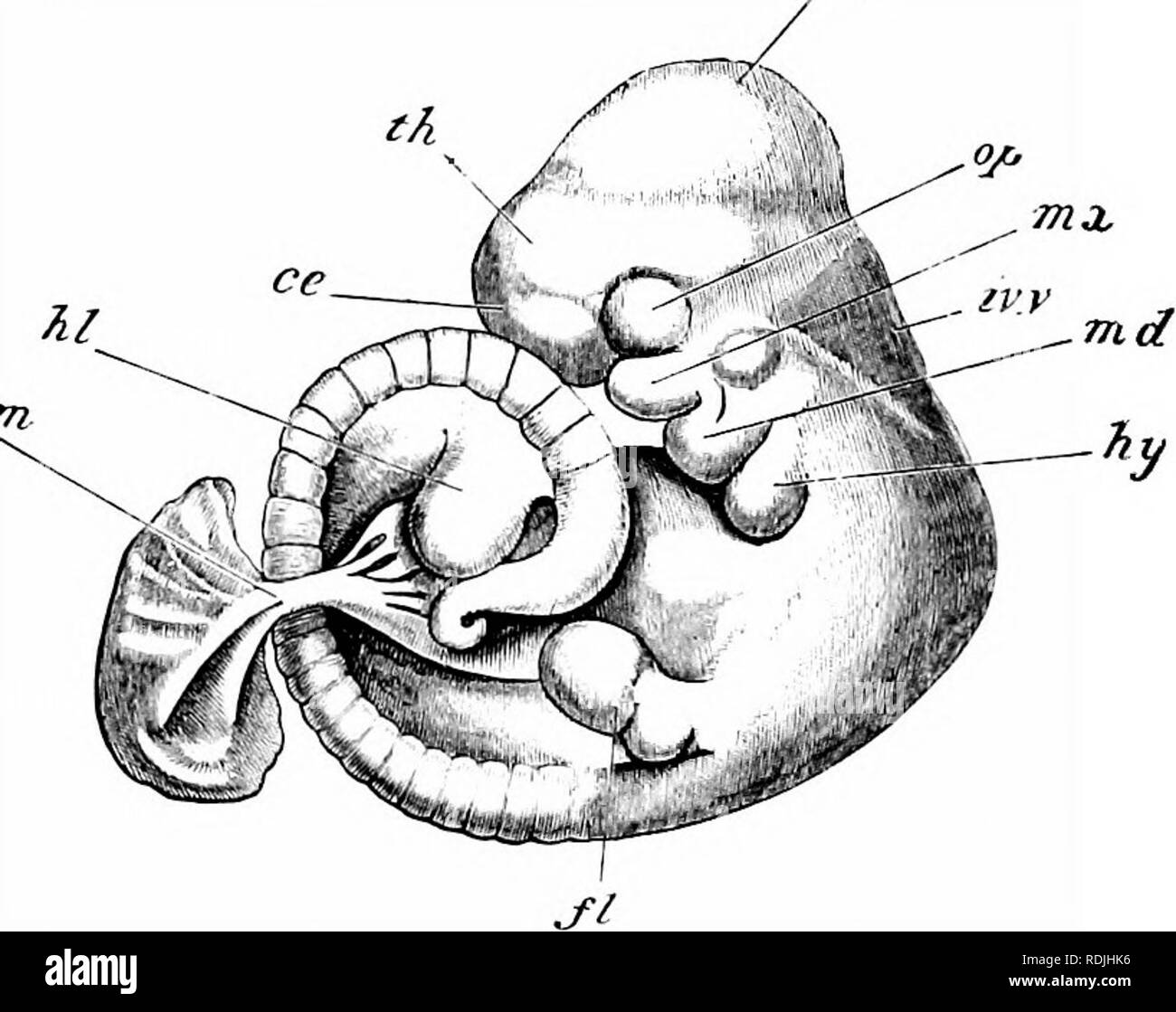 . The elements of embryology . Embryology. X.] THE CKANIAL FLEXURE. 333 ...