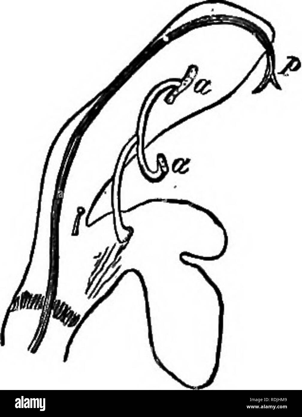 Plant passage Cut Out Stock Images & Pictures - Alamy