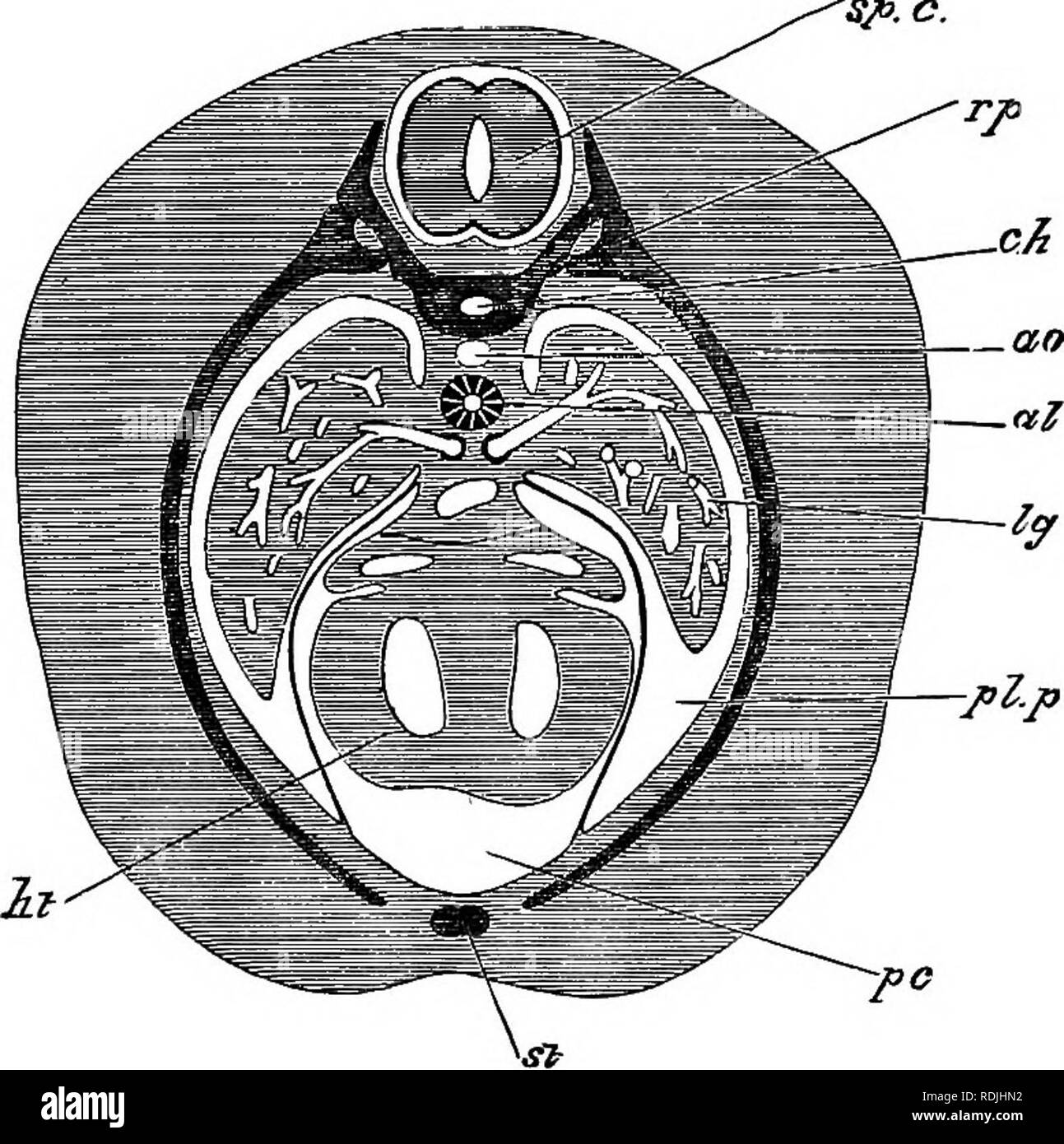 Pericardial Cavity