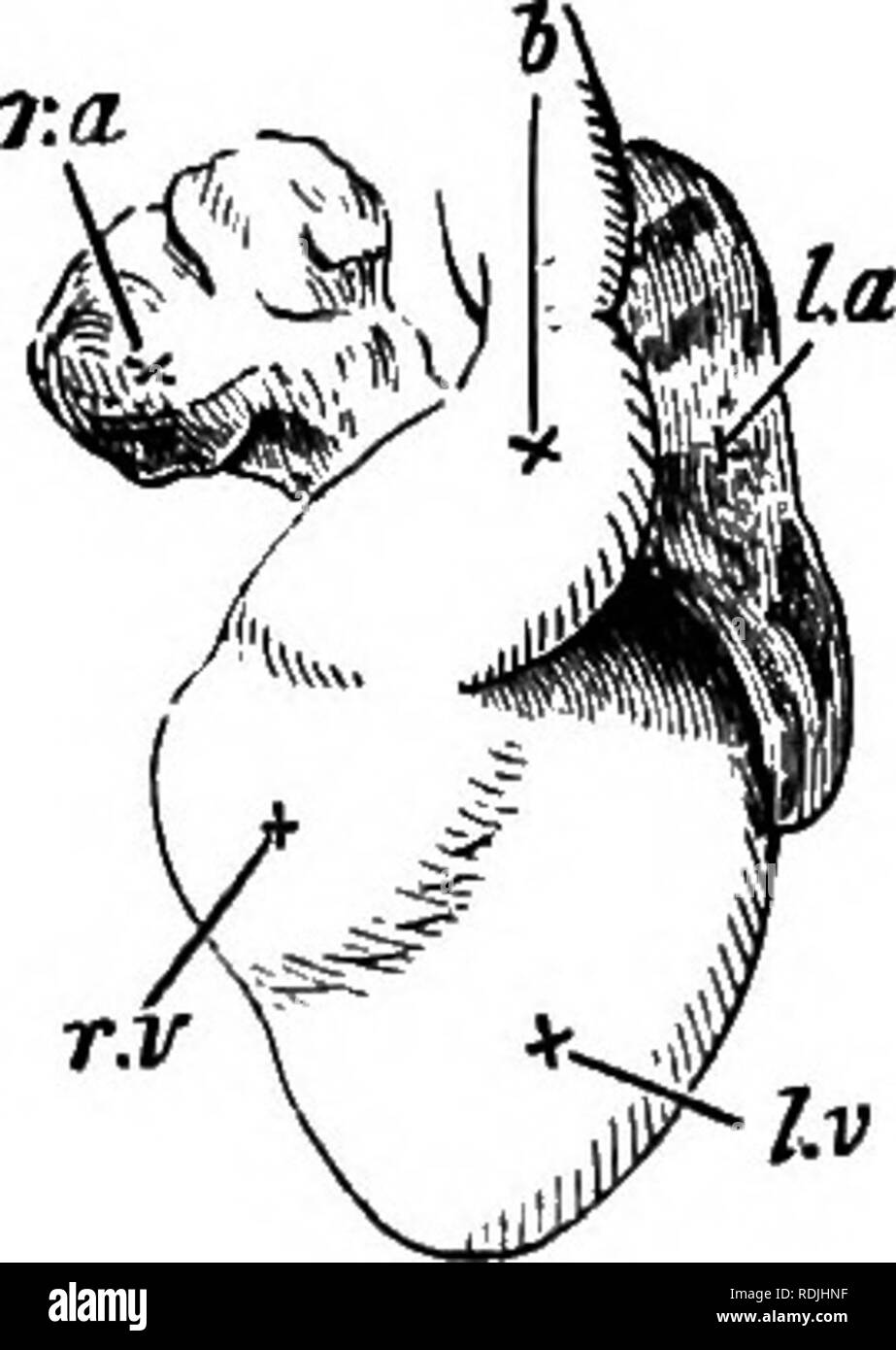 . The elements of embryology . Embryology. VIII.] THE BULBUS ARTERIOSUS ...