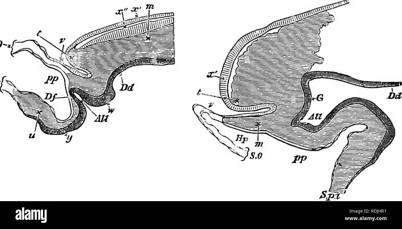 . The elements of embryology . Embryology. 184 THE THIRD DAY. Fio. 63 ...