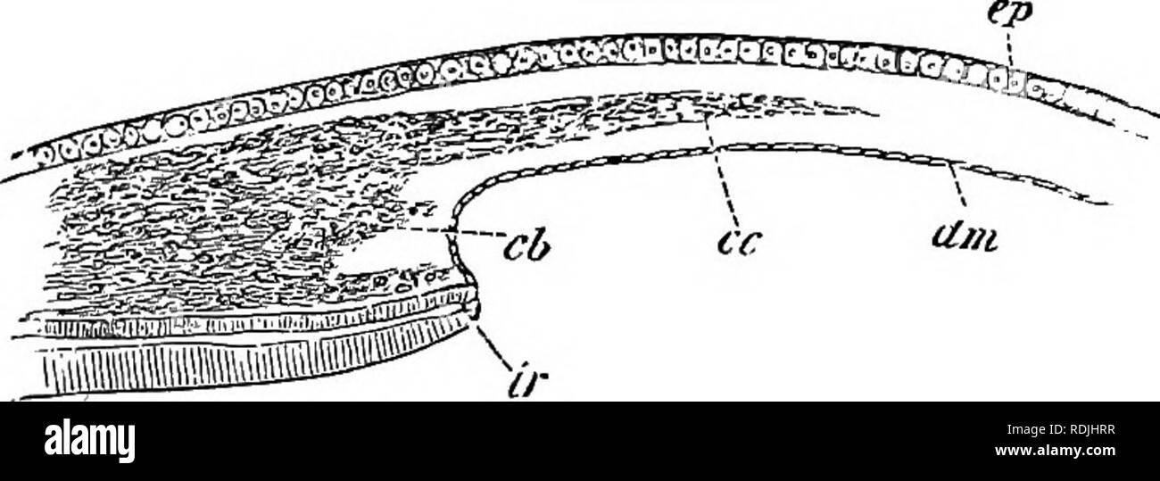 . The elements of embryology . Embryology. 152 THE THIED DAY. Fig. 52 ...