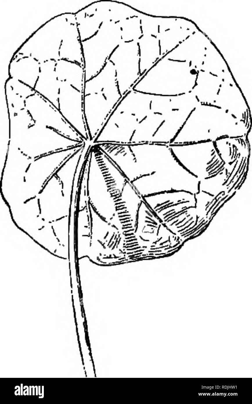 Papilionaceous pea shaped hi-res stock photography and images - Alamy