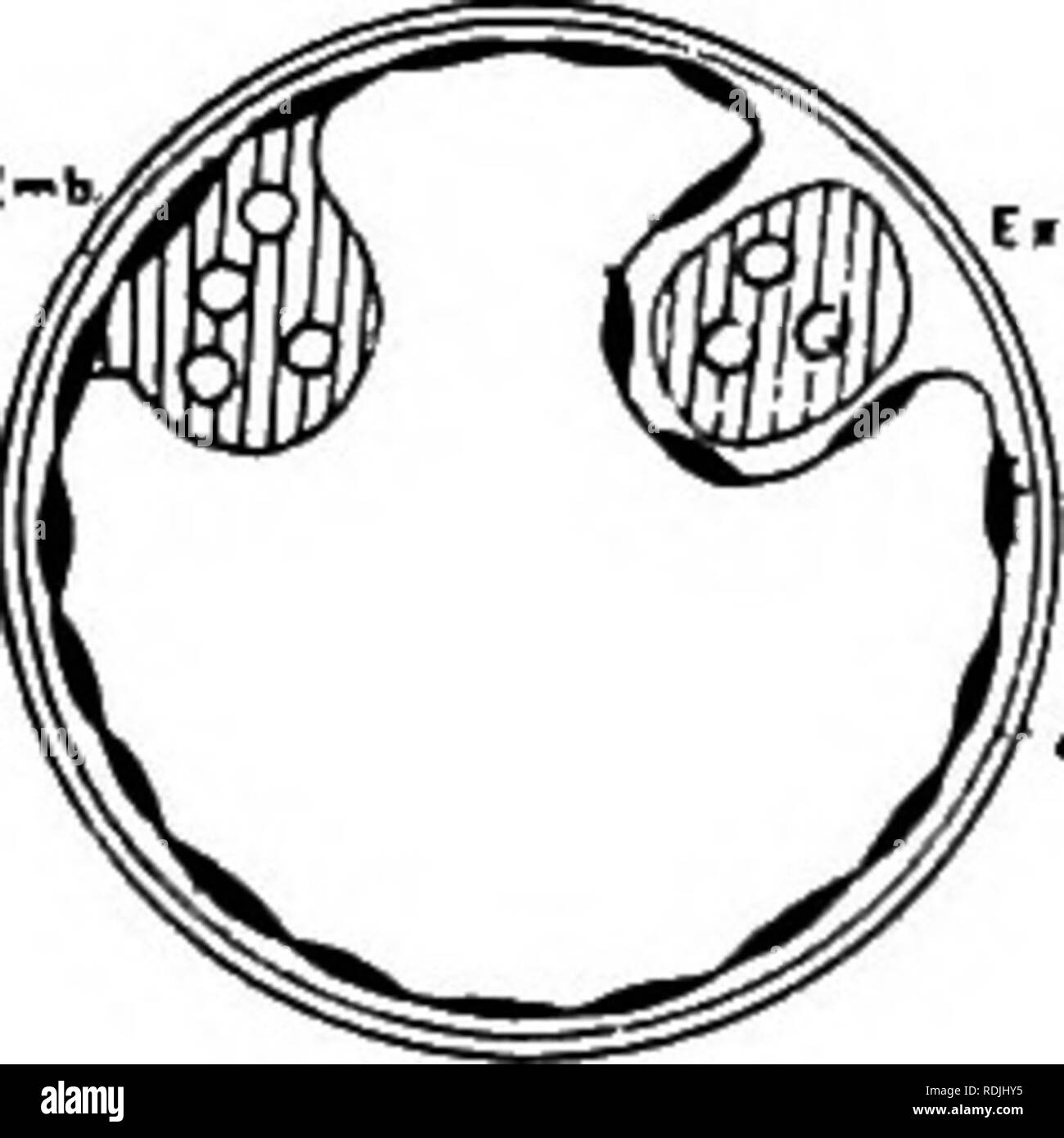. The biology of twins (mammals) . Twins. Fig. 3S Fig. 36 Figs. 35 and ...