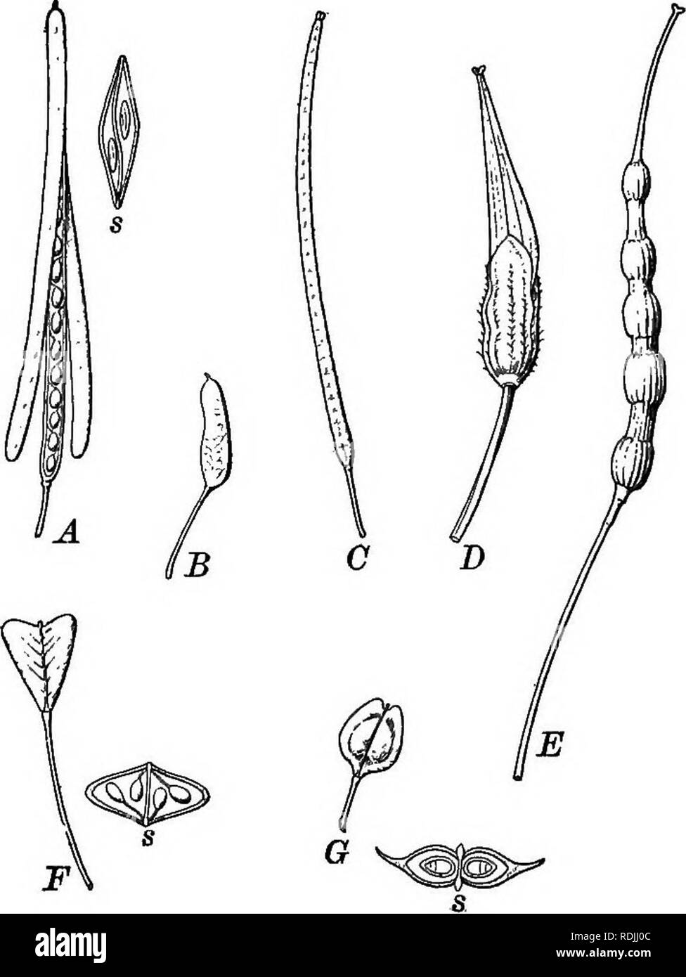 . Essentials of botany. Botany; Botany. 100 KEY AND FLORA. Fig. 18 ...