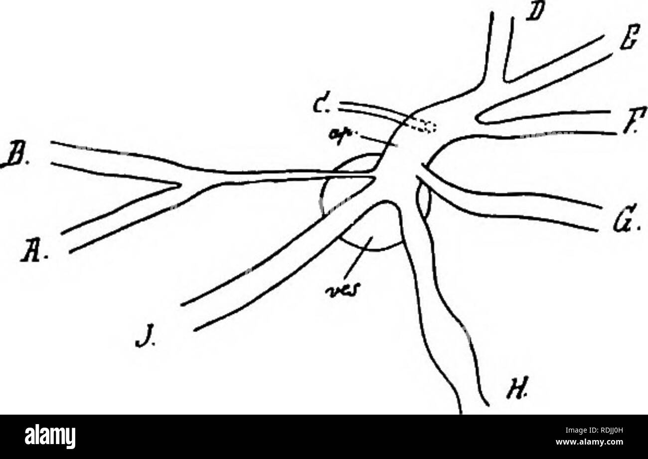. The biology of twins (mammals) . Twins. Fig. 27.—Drawing of a wax ...